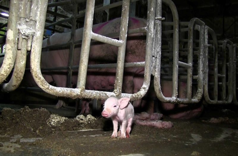 Illegale Schweinezuchtpraxis - ARIWA