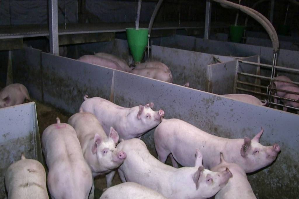 Haltungsform 3: Echt fair für Schweine?